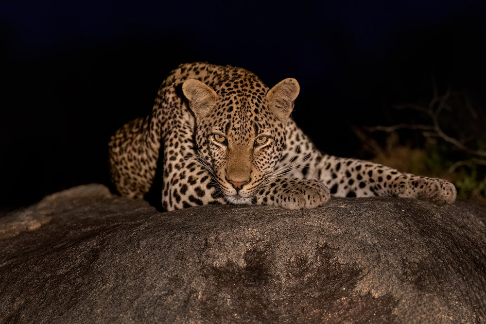 Eisvogelfotografie bei Manfred Delpho - NaturFoto